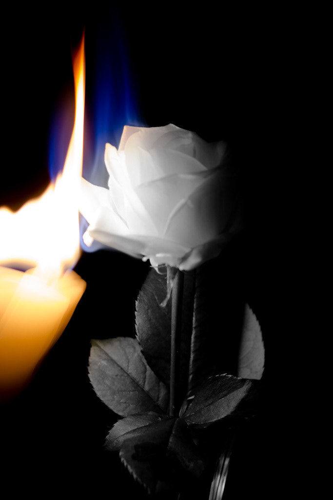Fire flowers - White rose and candle by End3avour / 500px