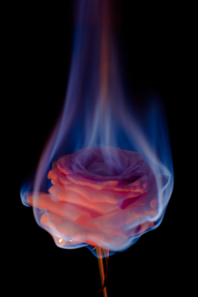 Fire flowers - Pink rose by End3avour / 500px