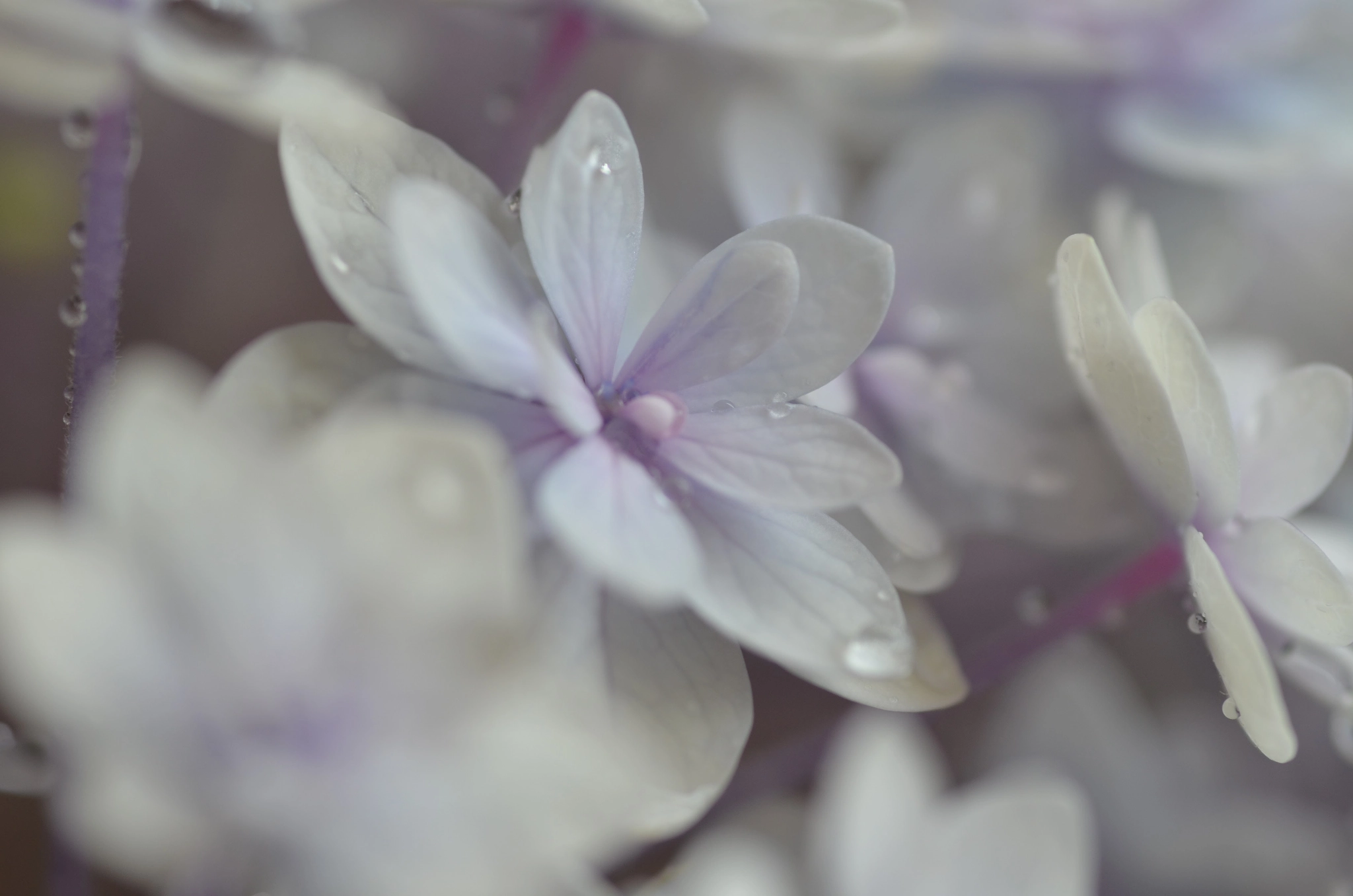 Delicate Dewdrops on Petals | nature photo by Yuuko Sonoda | 500px