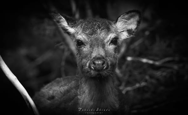 Princess (Yaku deer) by Takeshi Shindo | 500px
