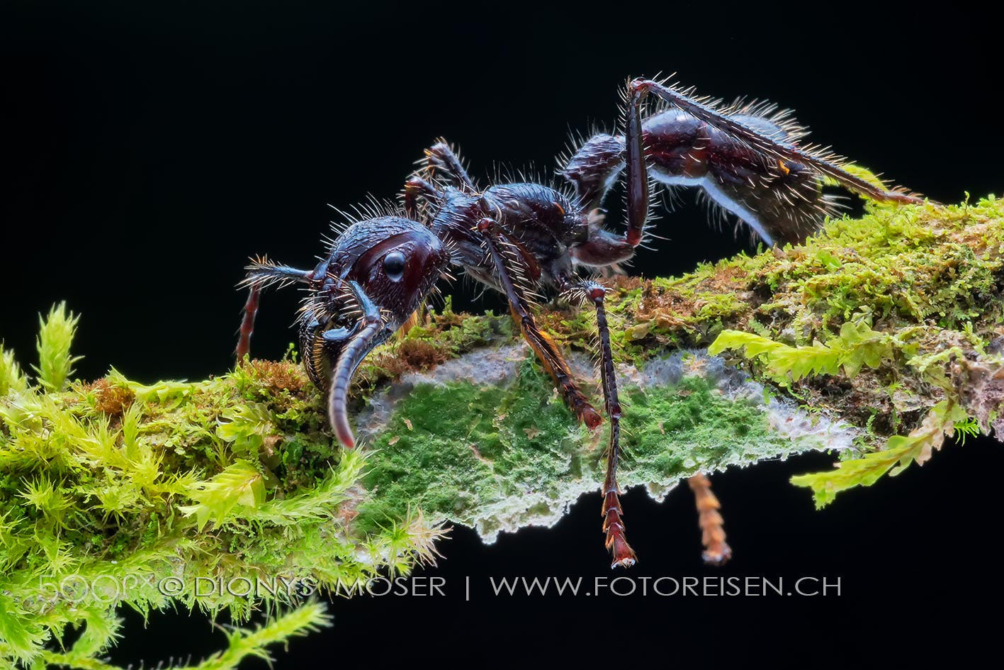 Bullet Ant by Dionys Moser / 500px