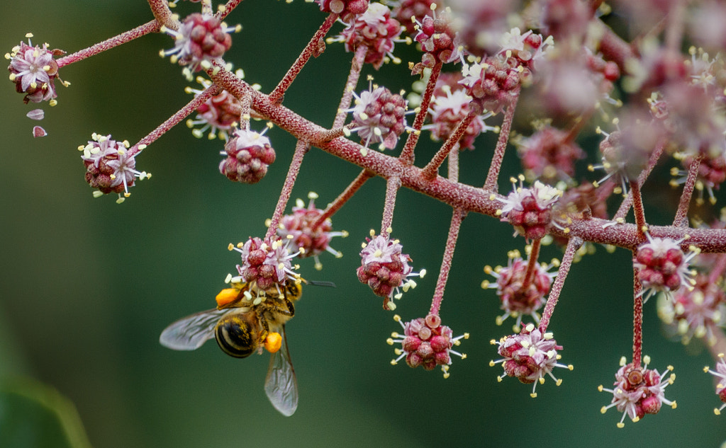Pollination by Mauricio Restrepo Del Toro / 500px