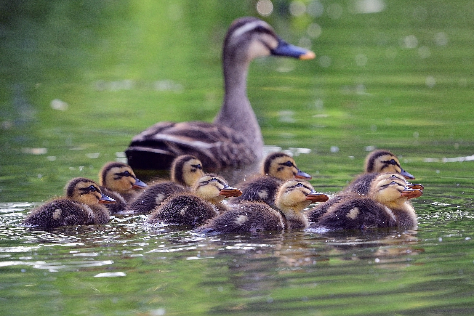 Spot-billed Duck by Young Sung Bae / 500px