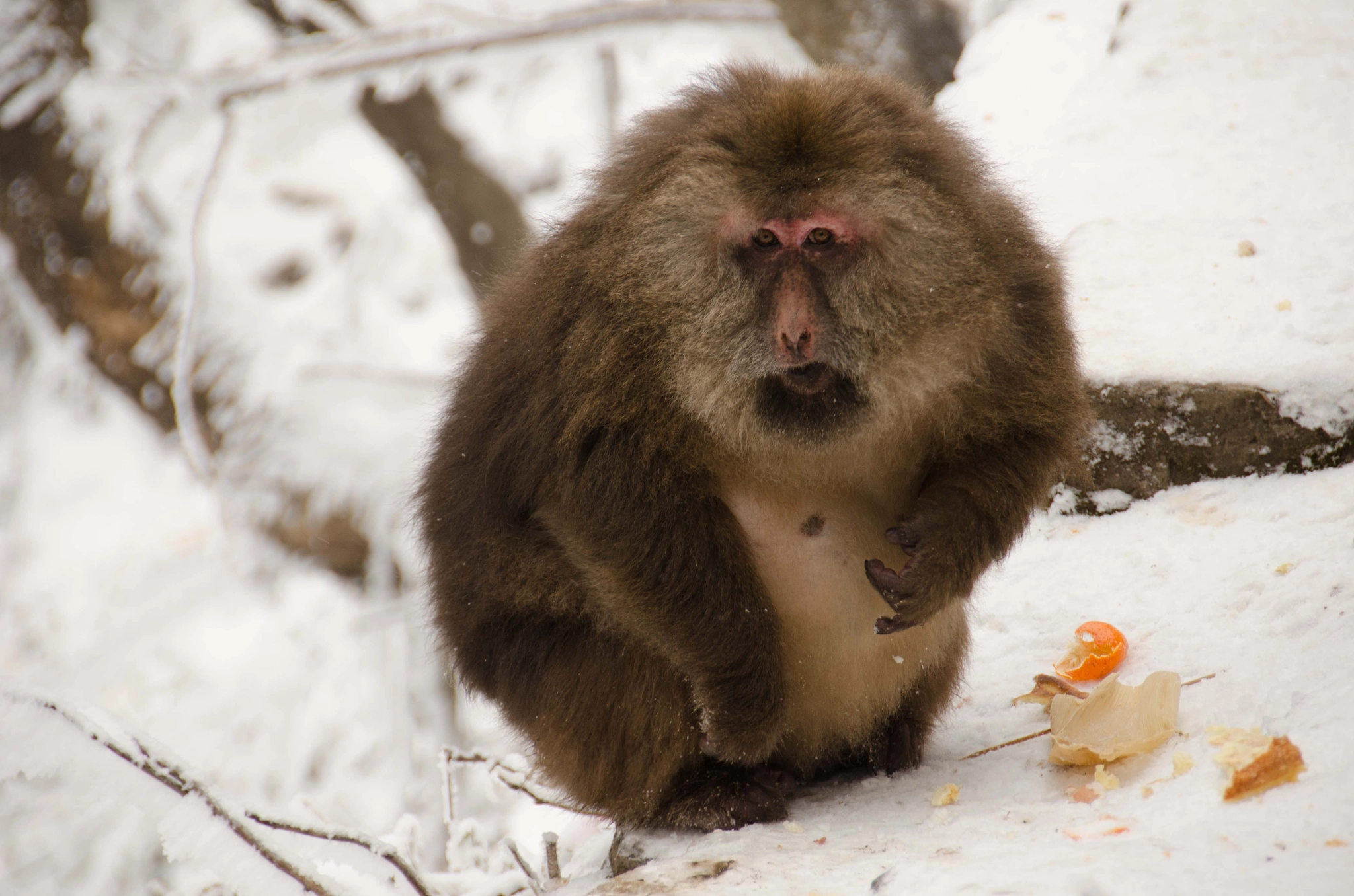 One fat monkey (emeishan) by steven goh - Photo 21437205 / 500px