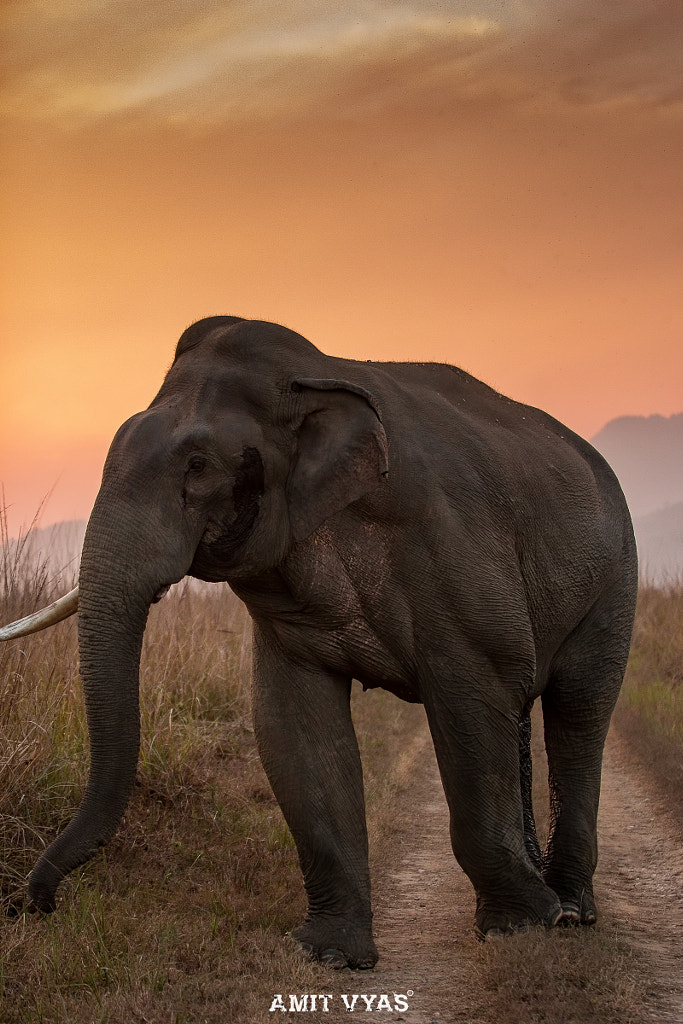 Single Tusker by Amit Vyas Photography | 500px