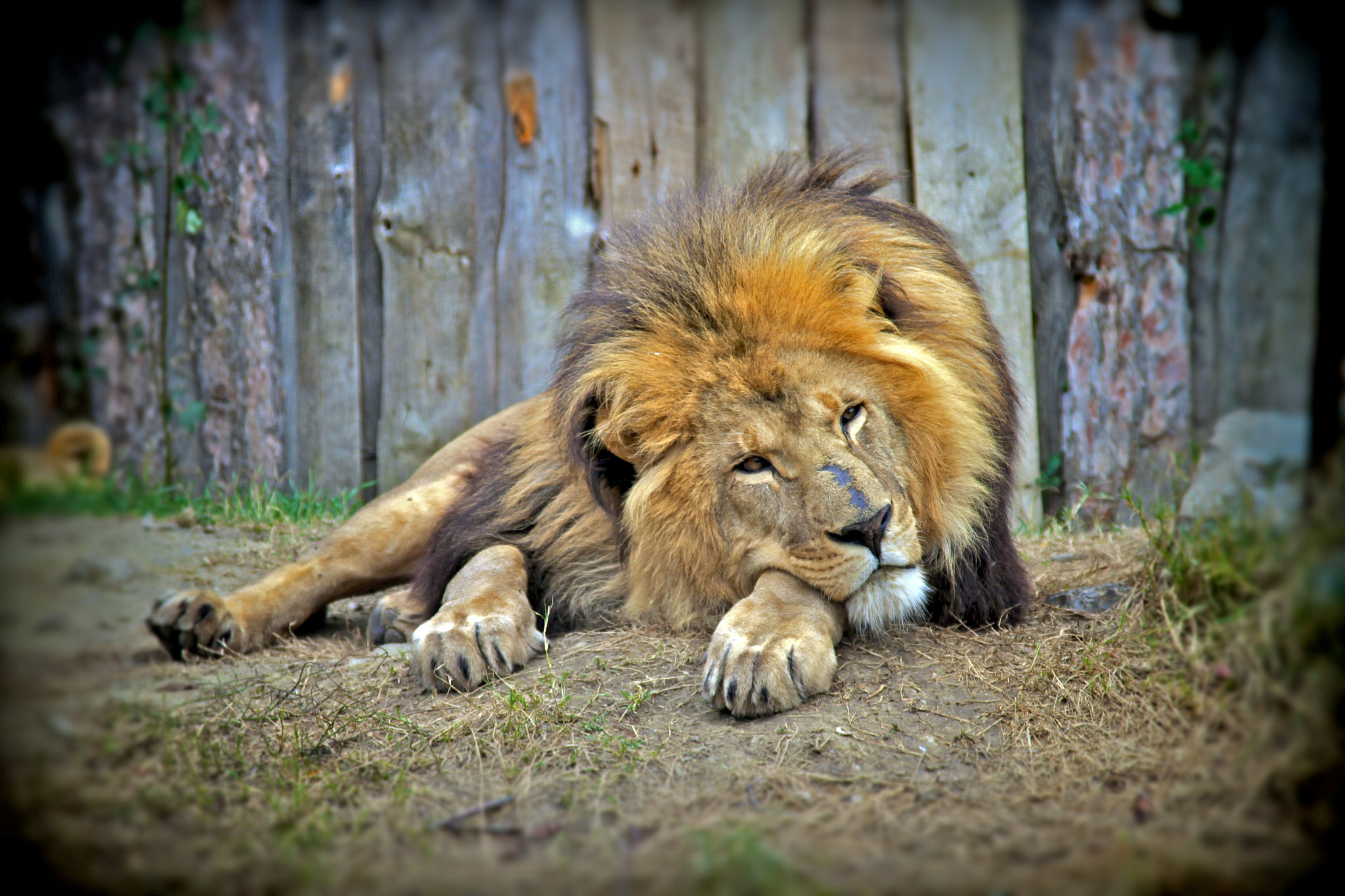 The sad lion by Sergiy Fedchun / 500px