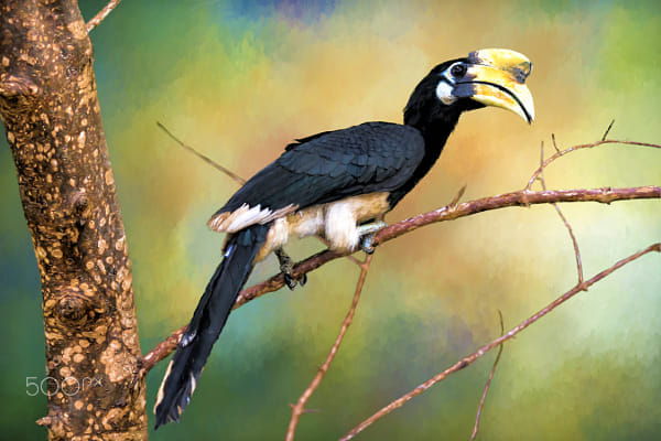 Hindu God, Shiva Wood Carving by Leslie Ware | 500px