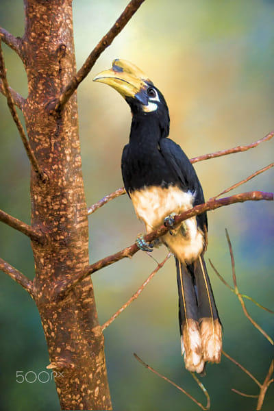 Hindu God, Shiva Wood Carving by Leslie Ware | 500px