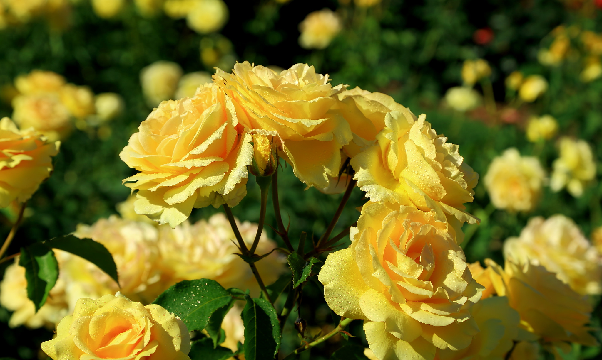 Rose ,Rosa Marselisborg,Rosaceae,Göztepe 60th year park,Rosa Garden ...
