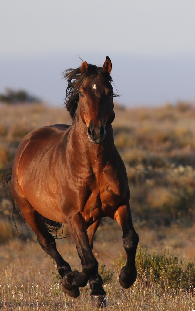 Brumby, Australian wild horse by Peter Soltys / 500px