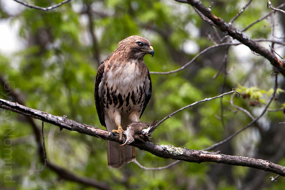 Majesty of a Hunter in Nature | nature photo by Mike Beaulieu | 500px