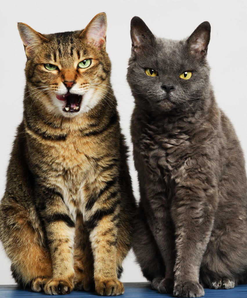 gangsta by Akimasa Harada / 500px