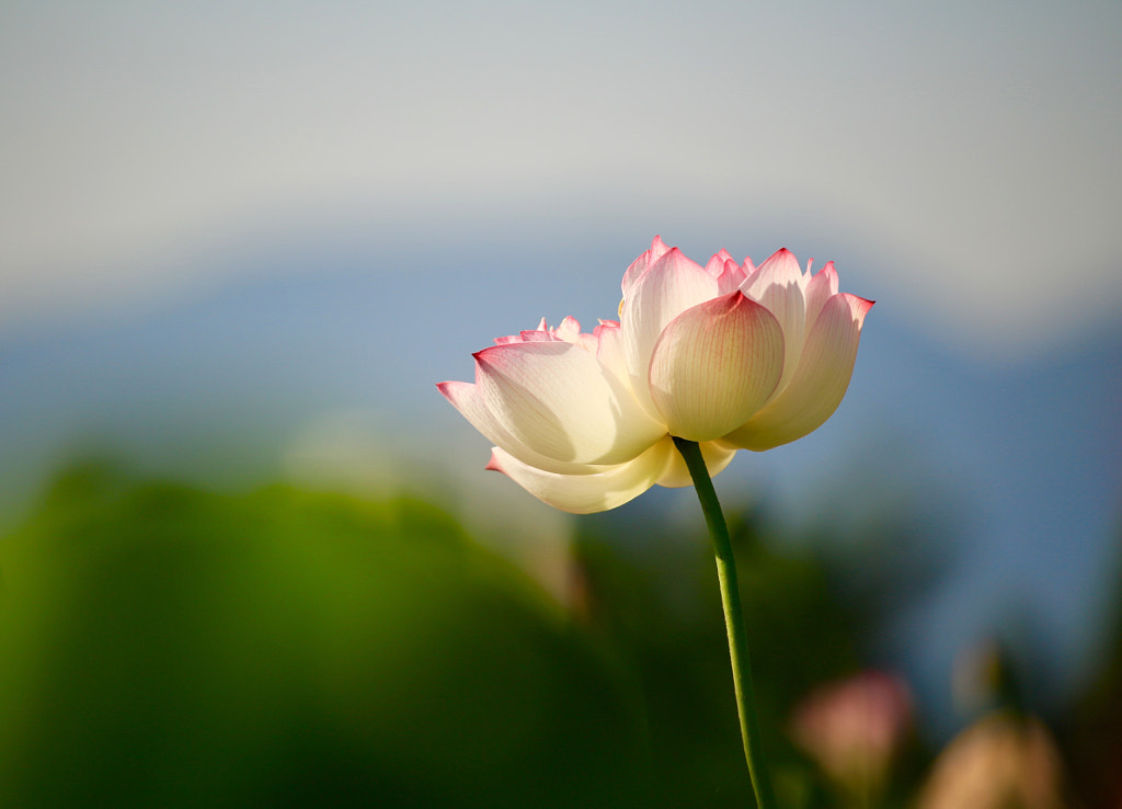 Lotus by Helen Liao / 500px