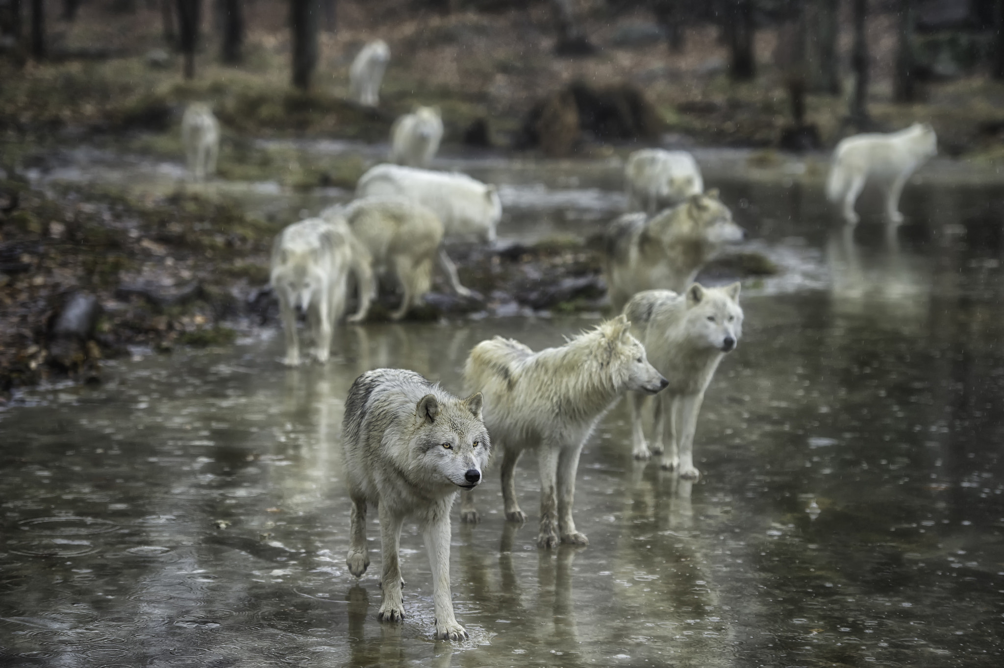 The Crossing by Daniel Parent / 500px