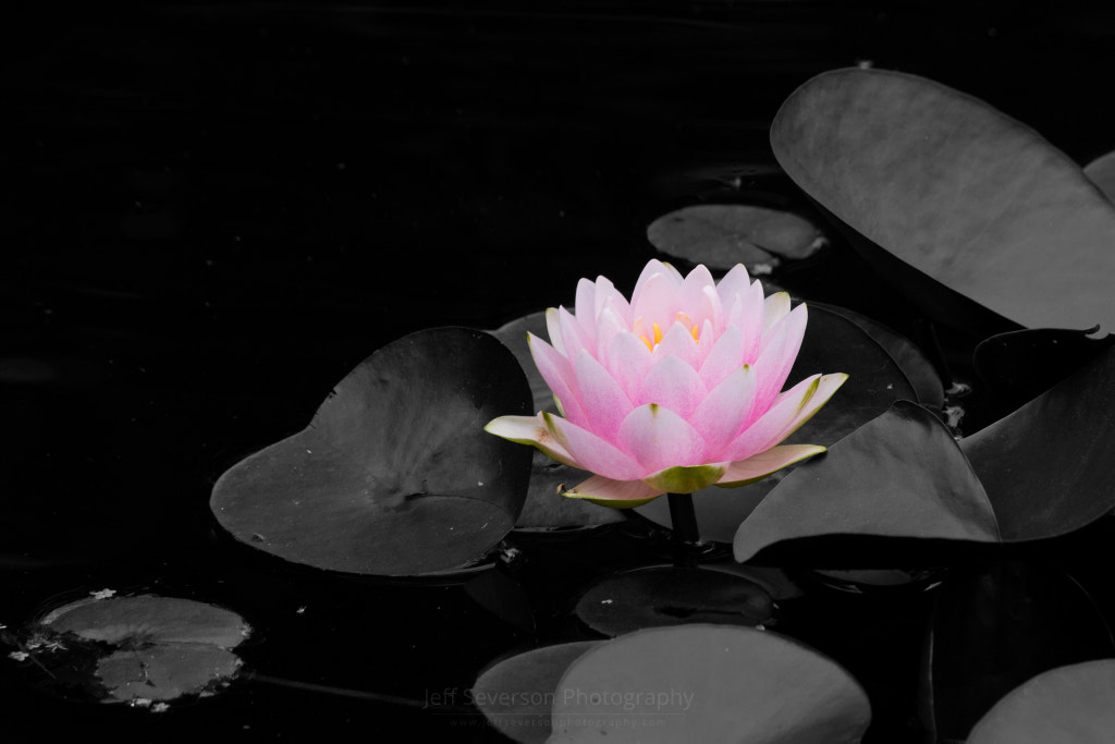 Spring Water Lily by Jeff Severson / 500px