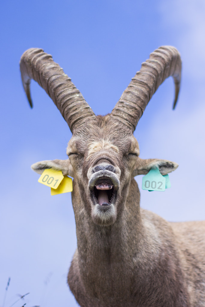 Funny face by NICOLAS PARMENTIER / 500px