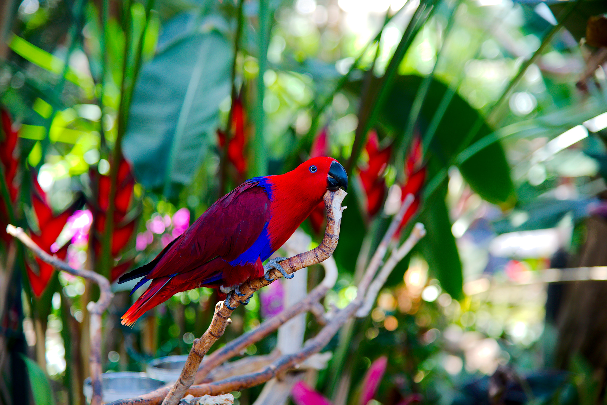 Eclectus Parrot - Ruby by Cas Balicki / 500px