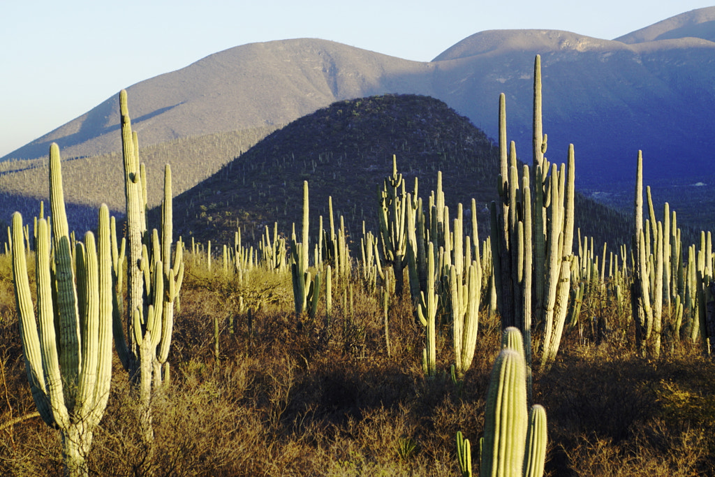 Cactus valley by Flo René / 500px