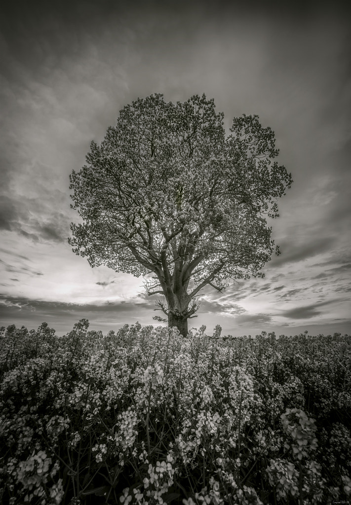 Fields of Spring in black and white. by EncroVision / 500px