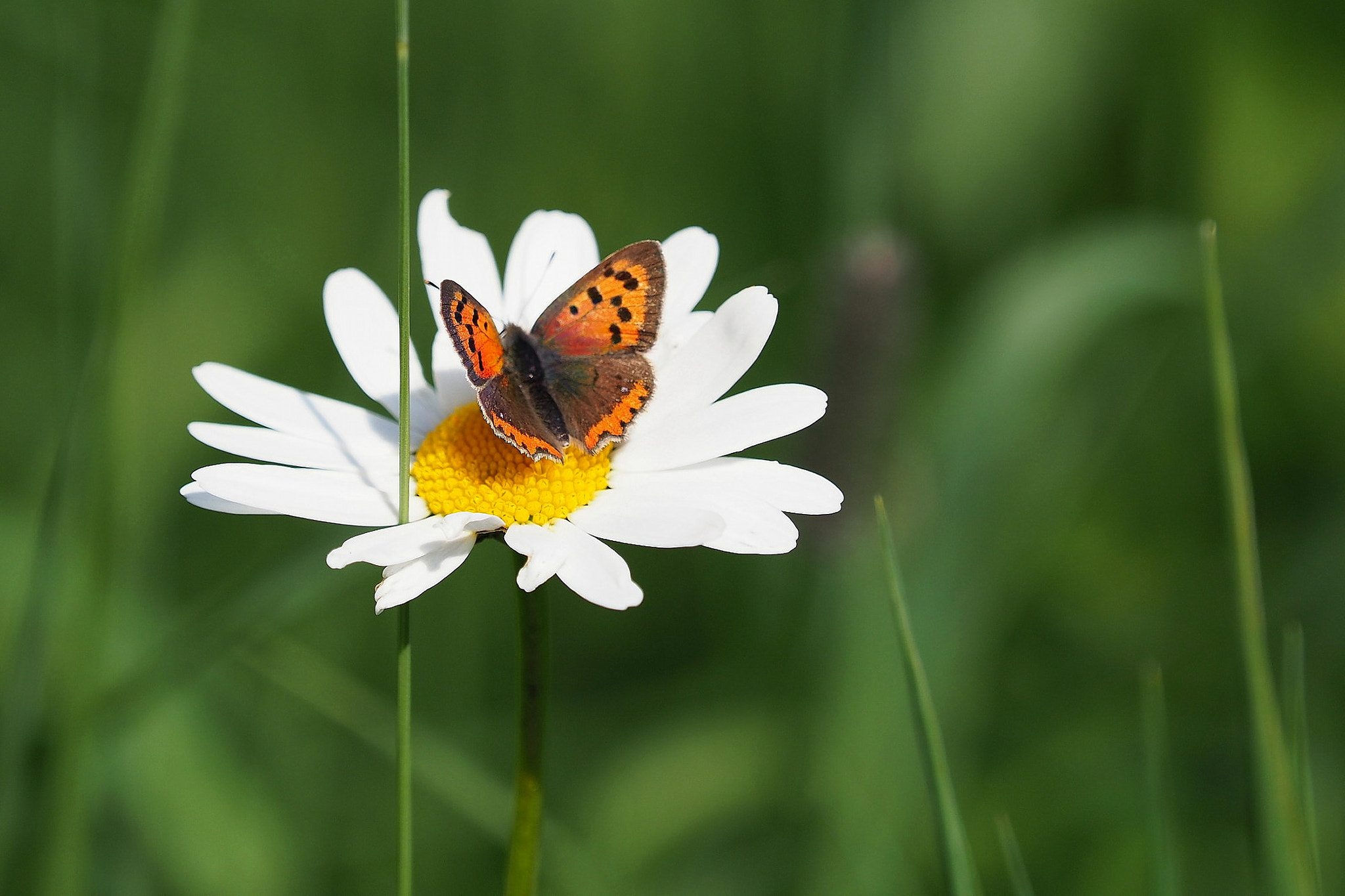 Delicate Daisy Butterfly | nature photo by Biggi4 | 500px