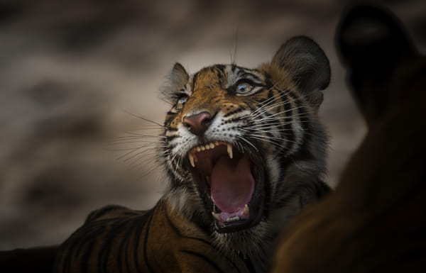 T 39 Noor's Cub by Rajbir Sunny Oberoi | 500px