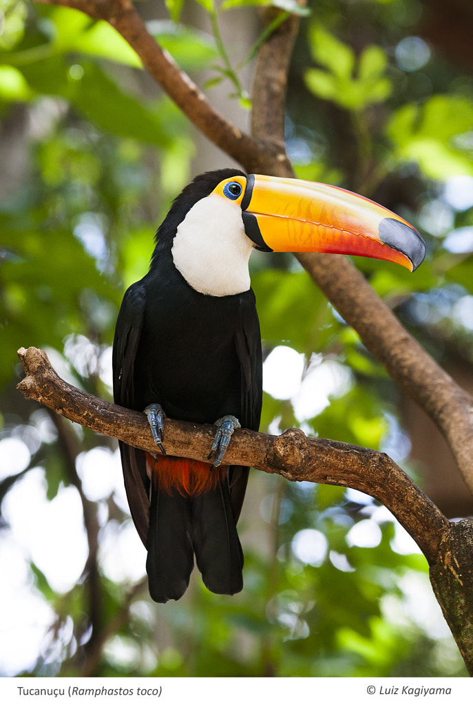 Tucanuçu / Toco Toucan by Luiz Kagiyama / 500px