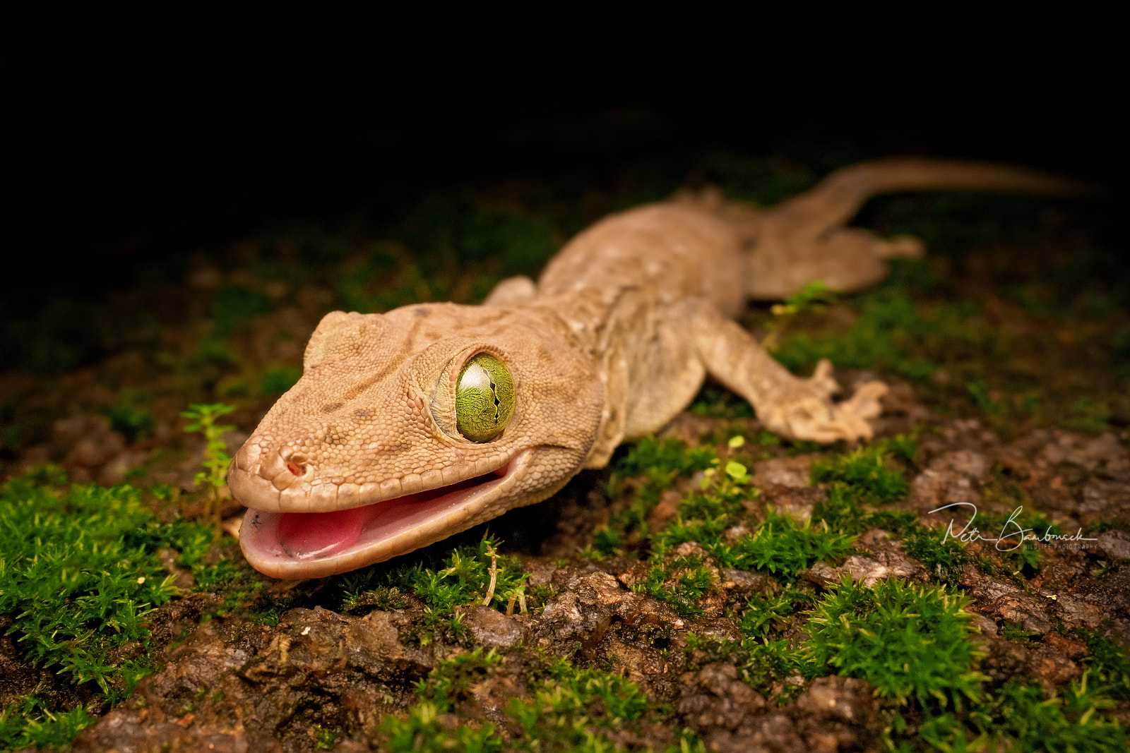 Green Eyed Forest Gecko | Malaysia by Petr Bambousek / 500px