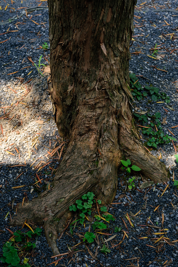 tree by Fernando Chee / 500px
