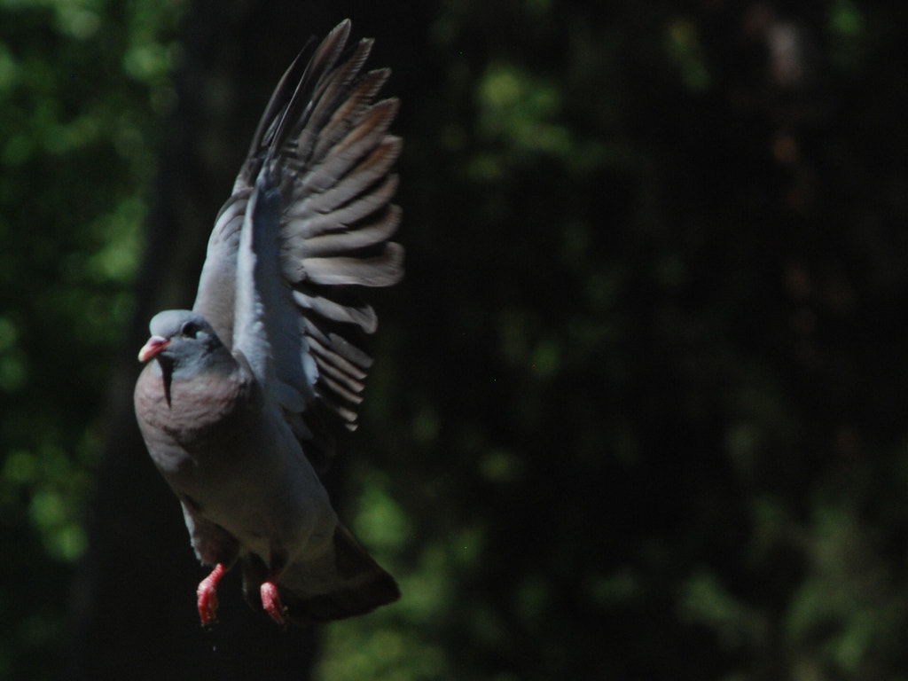 CSC by lucia reed / 500px