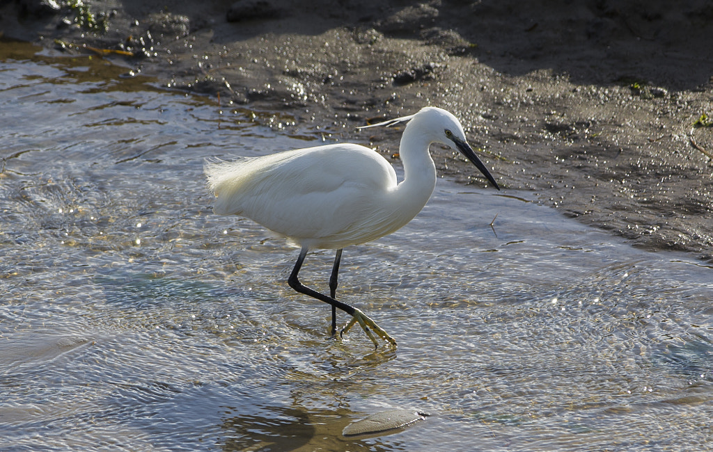 garza comun by jose manuel esteban / 500px