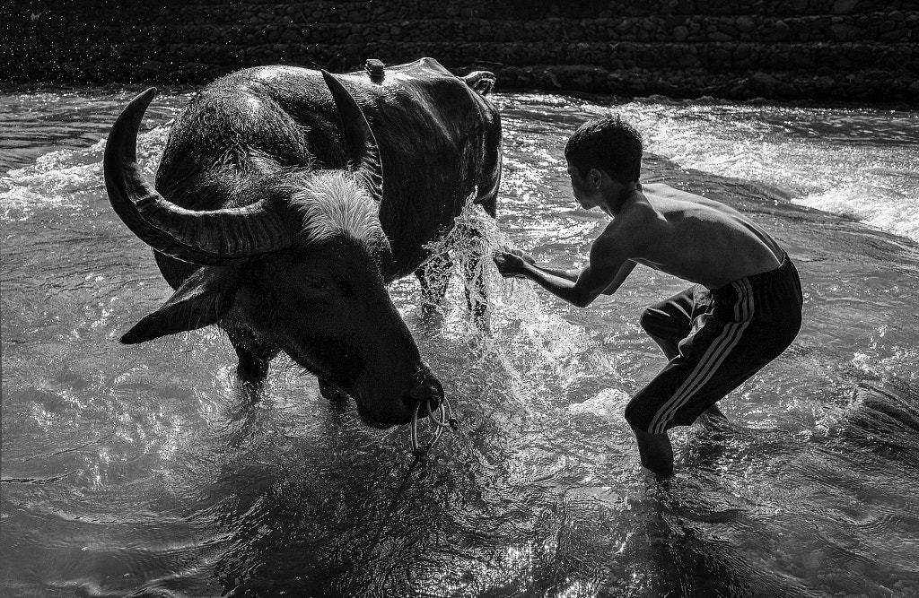 buffalo boy by Yaman Ibrahim / 500px