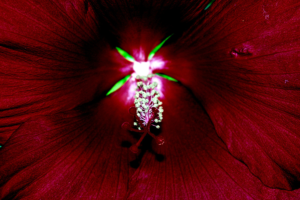 Blooming by gT Comer | 500px