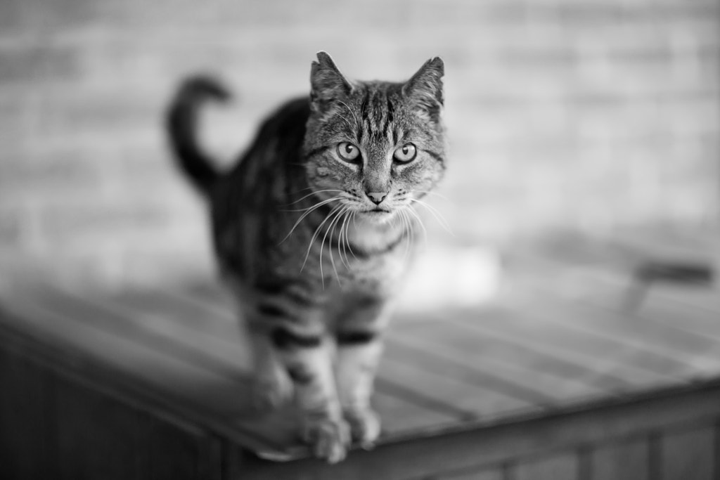 Cat by Michael Grey / 500px
