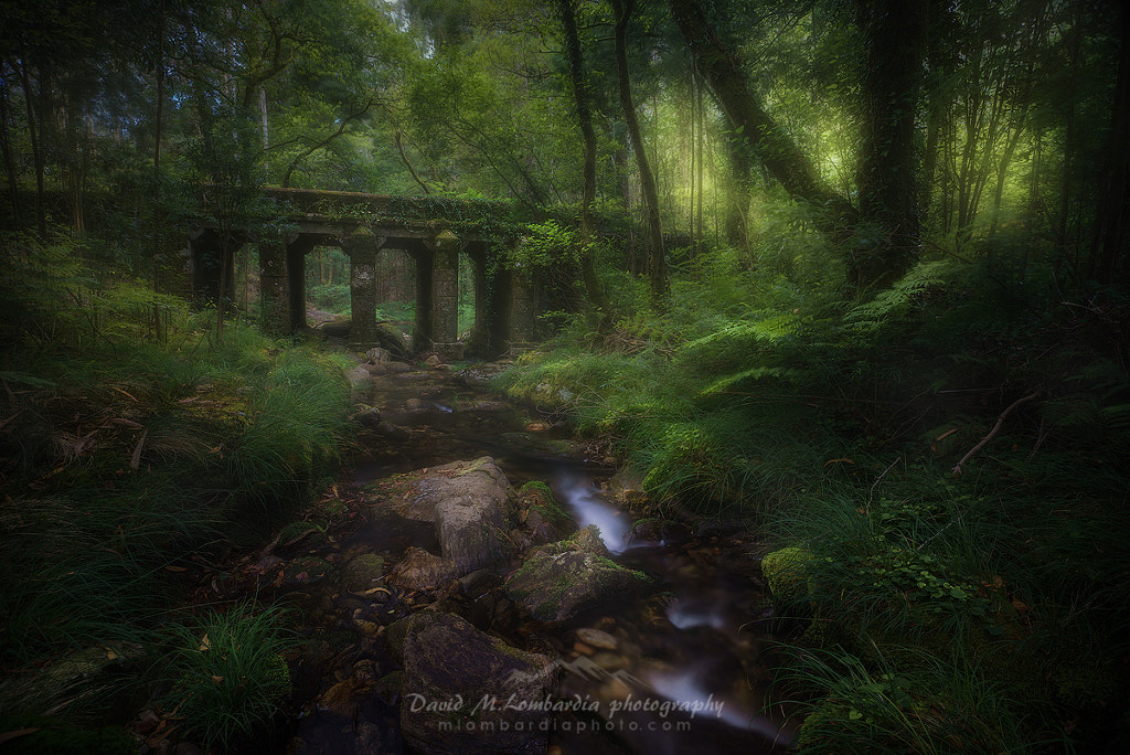 In the depths of the forest by David Martinez Lombardia / 500px