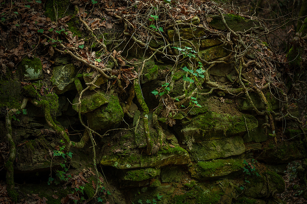 Roots by Francesco Ricciulli / 500px
