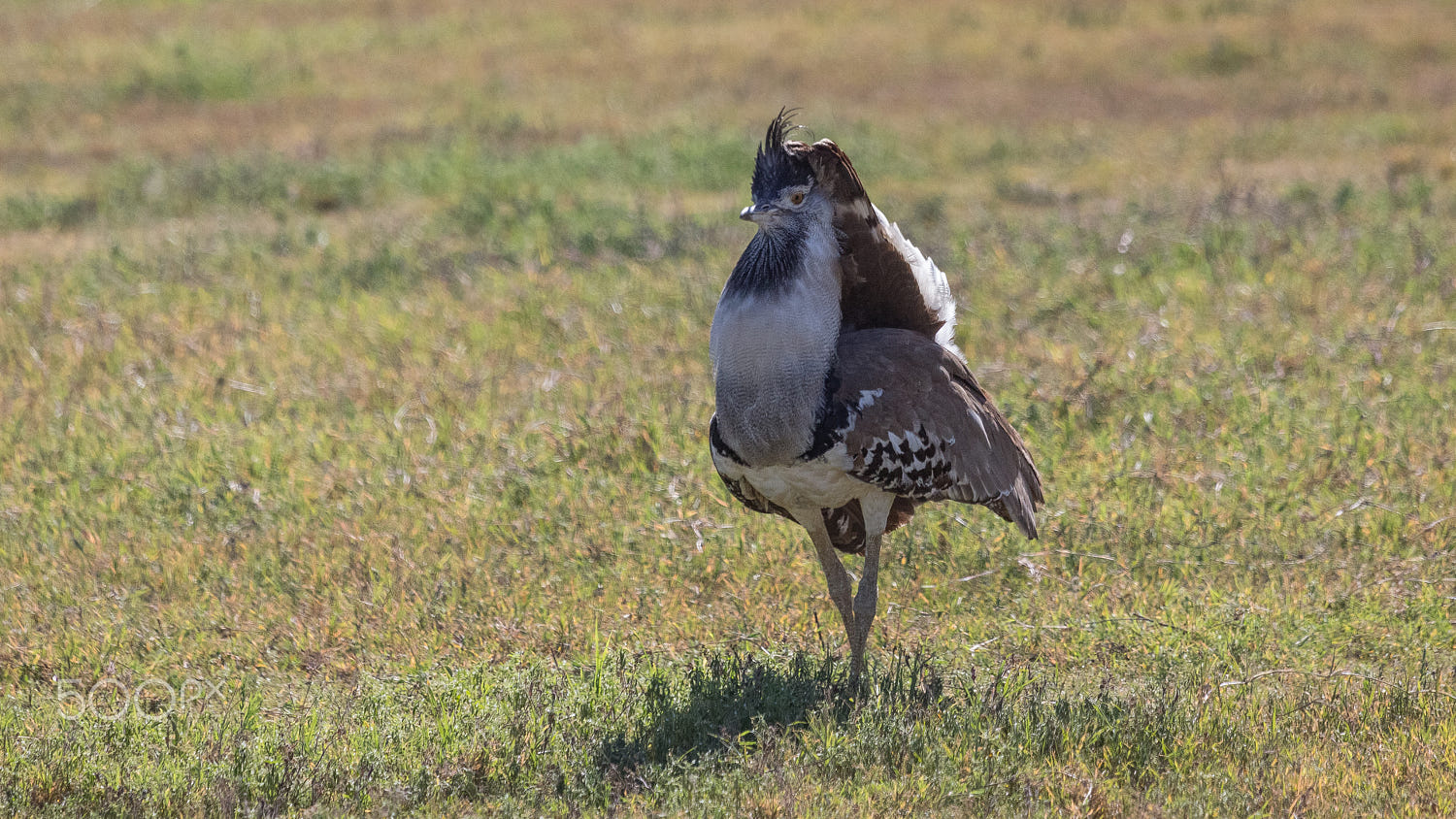 Male kori bustard in mating season by Fabian Fridholm / 500px