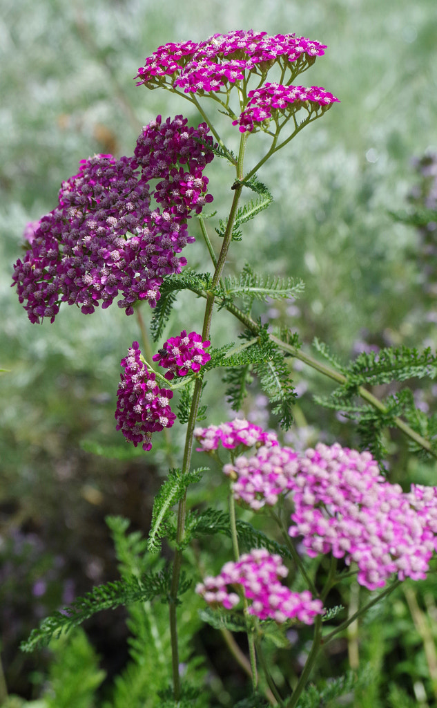 pink yarrow by Alisa Preston / 500px