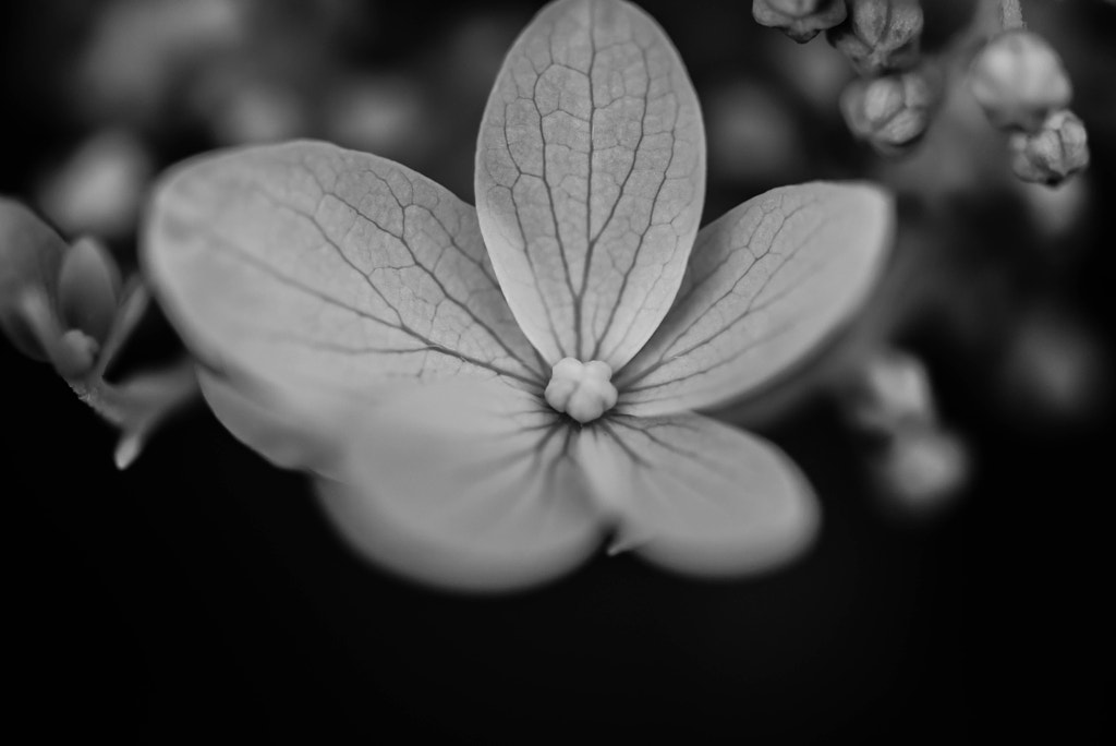 Bnw flower by Joonas Kääriäinen / 500px