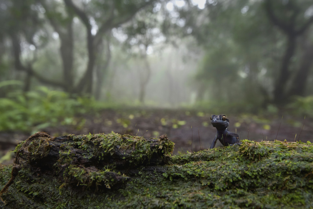 Varun Aditya (varunaditya) Photos / 500px