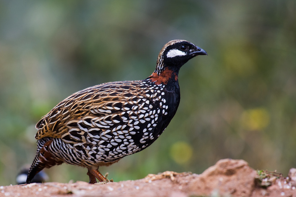 Black Francolin by Abhay Dahake / 500px