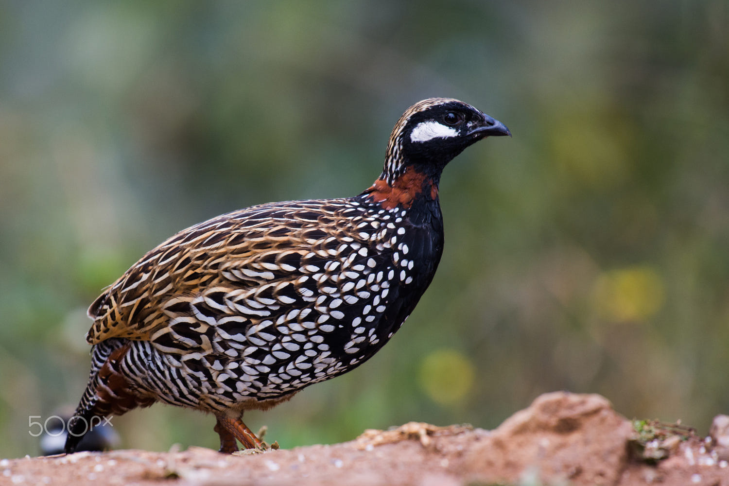 Black Francolin by Abhay Dahake / 500px