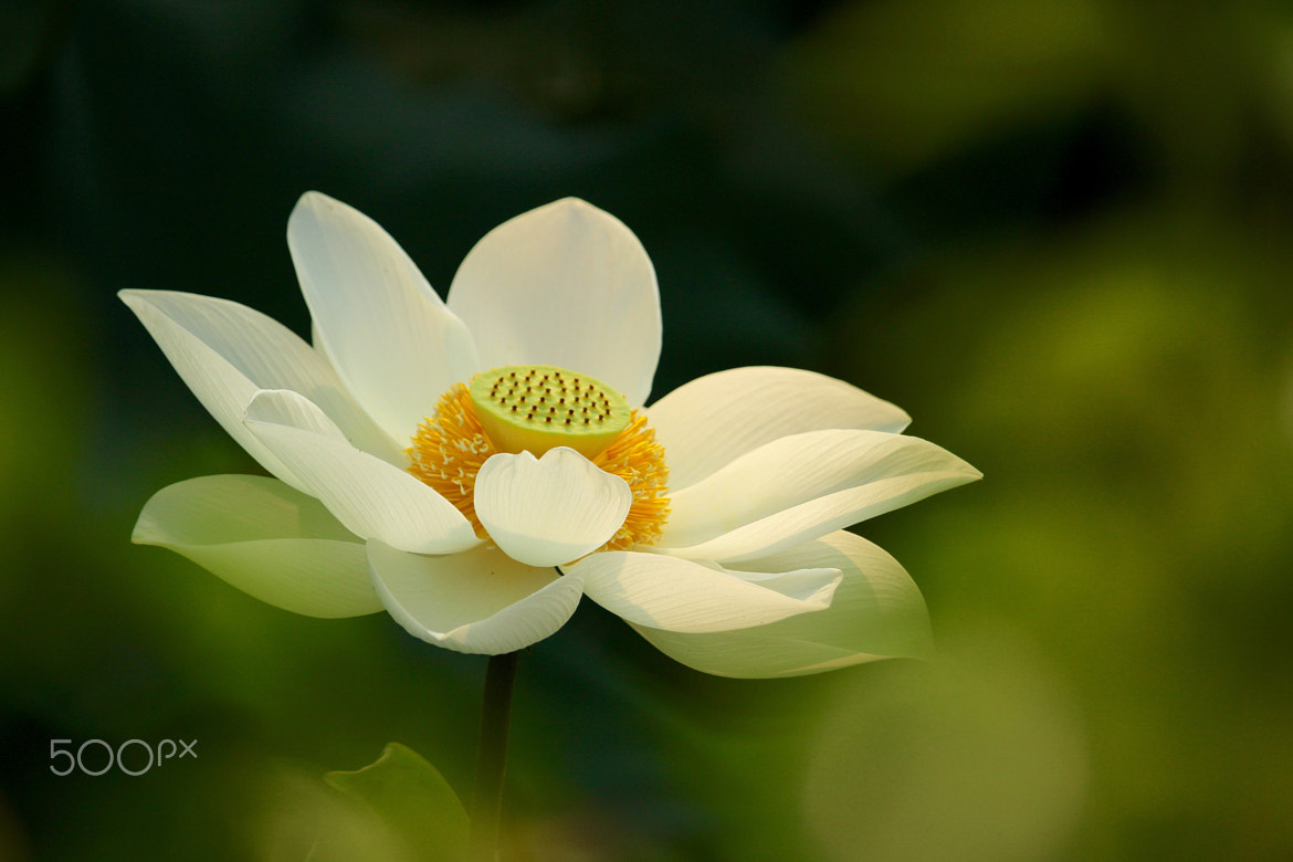 Helen Liao (liaohhtw) Photos / 500px