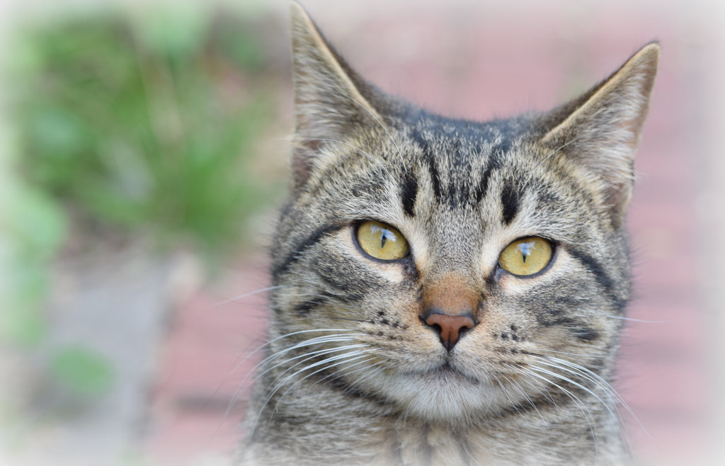 Feline look by Marcelo Imposti / 500px