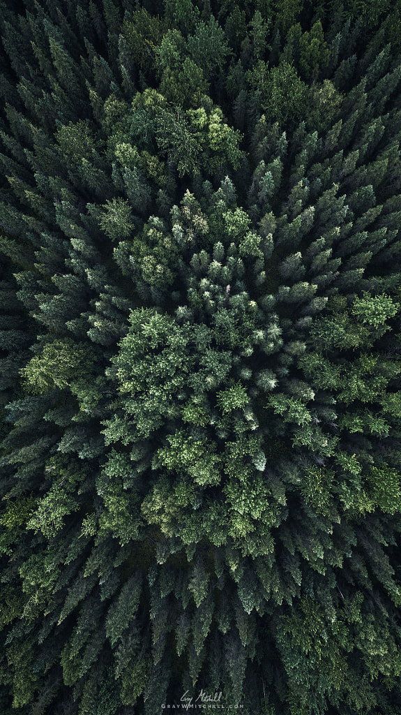 Trees by Gray Mitchell / 500px