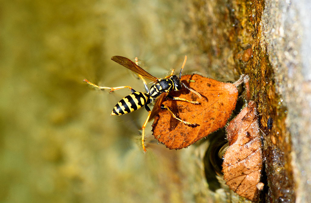 Angelo Balange - Photography (AngeloBalange) Photos / 500px