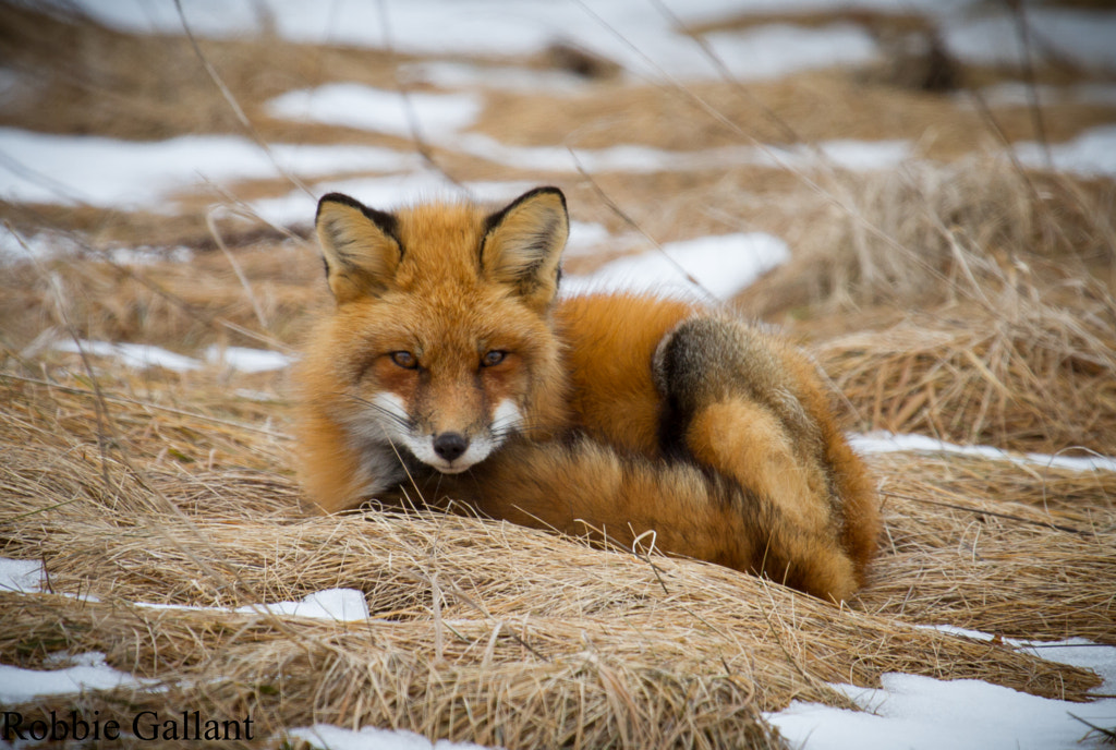 Red Fox laying down by Robbie Gallant / 500px