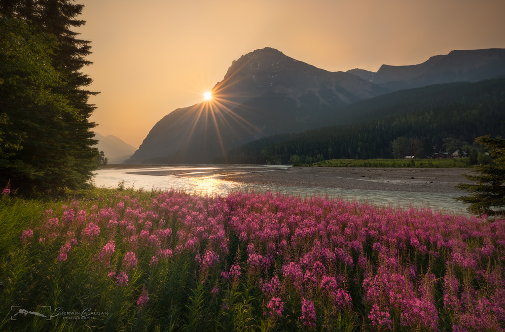 Sunstar in Fields by Sherwin Calaluan / 500px