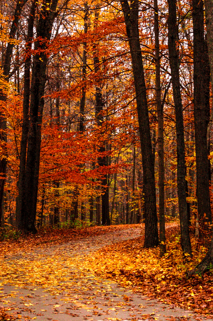 Fall in Michigan by Saju Malayil / 500px