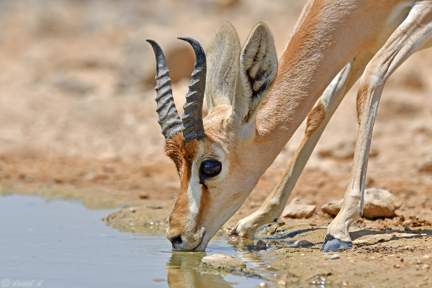 Gazella dorcas by David Daniel / 500px