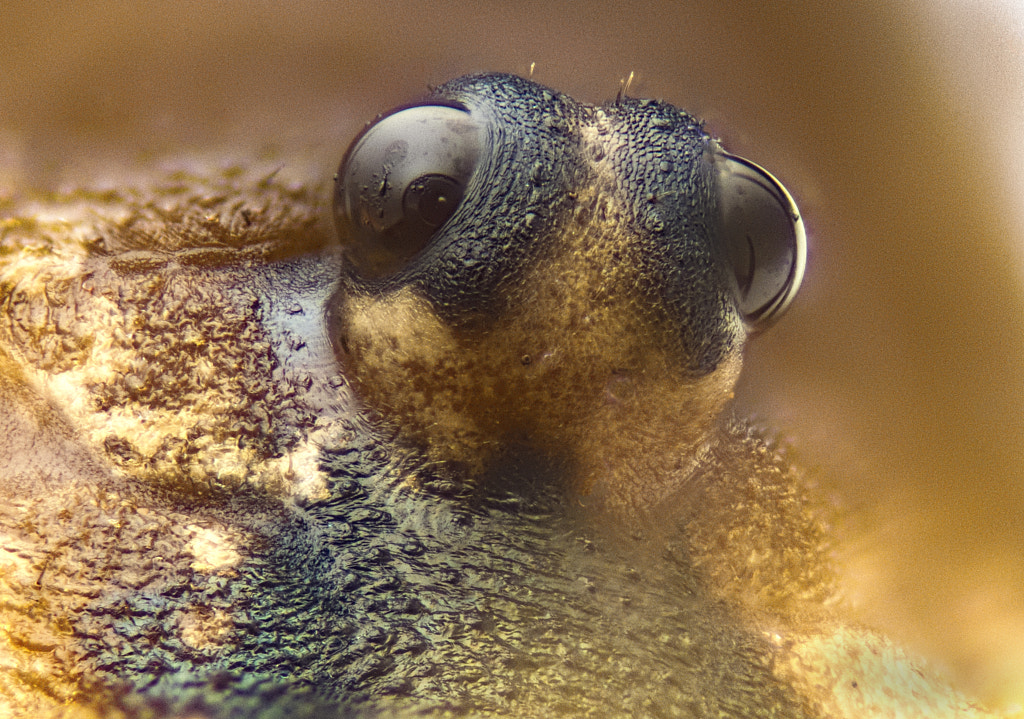 Extreme Close up of the eye of a Harvestman (Phalangium opilio) by ...